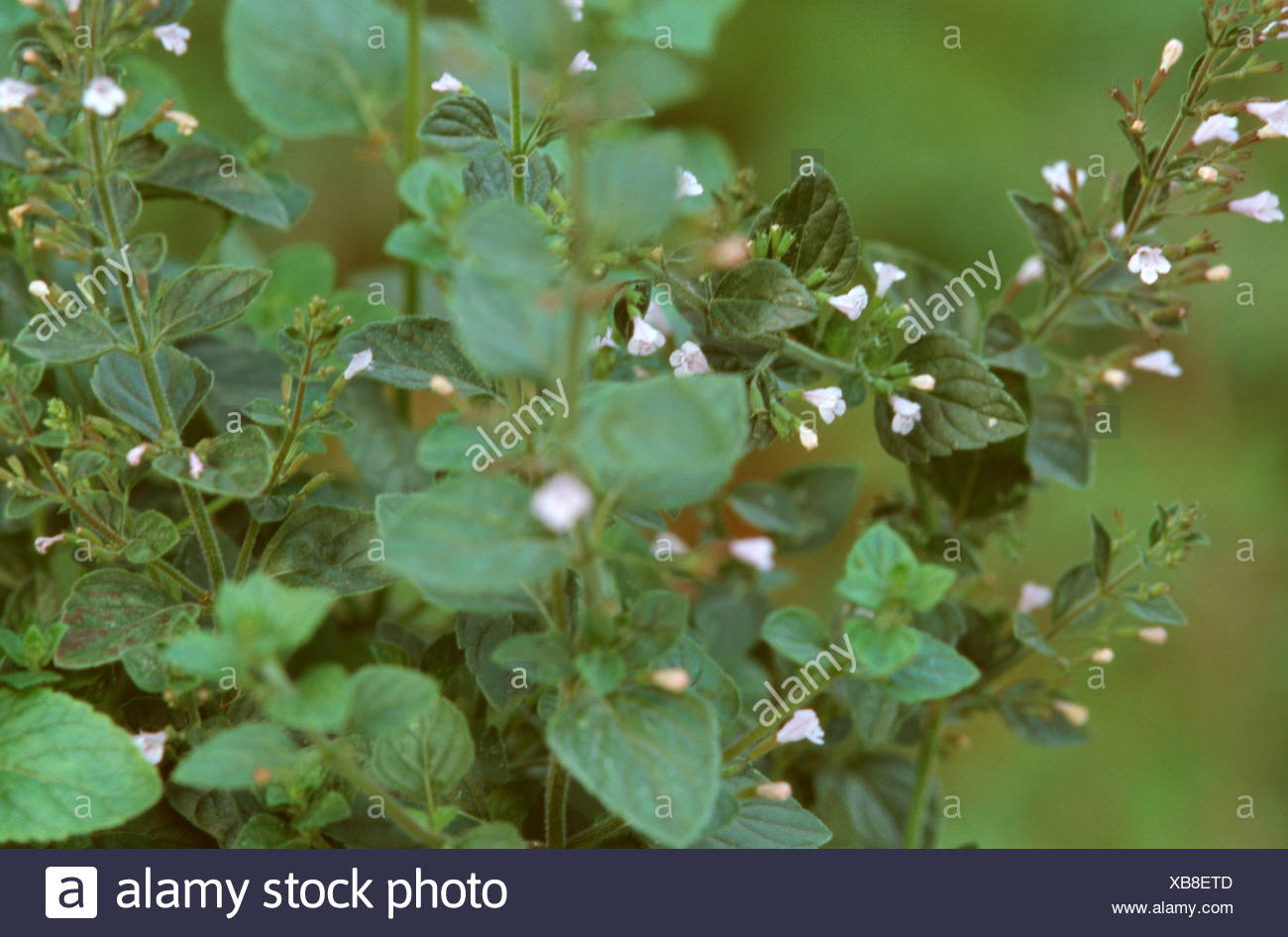 Calamint High Resolution Stock Photography and Images - Alamy