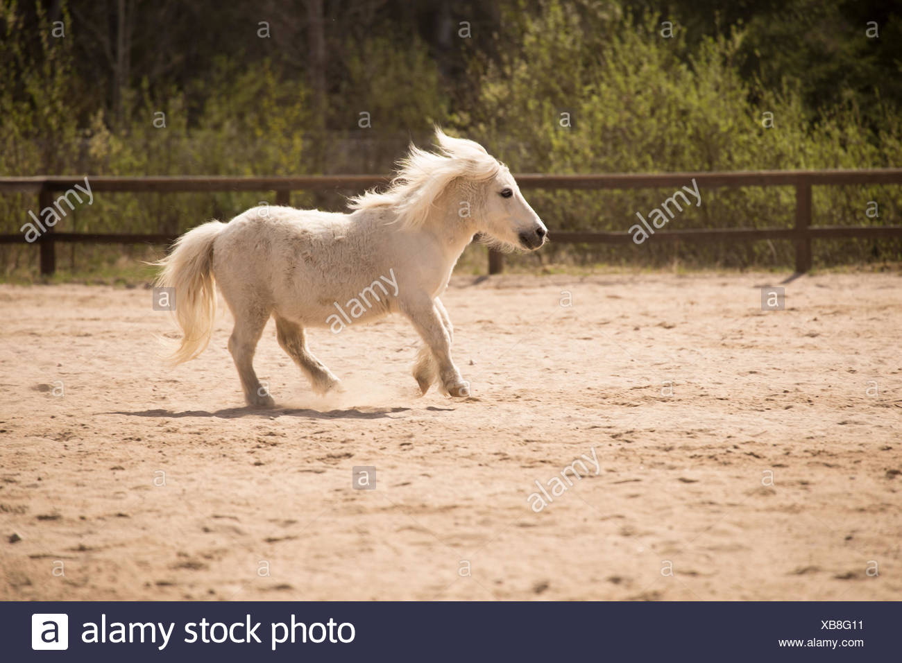 1 Shetland Pony High Resolution Stock Photography and Images - Alamy