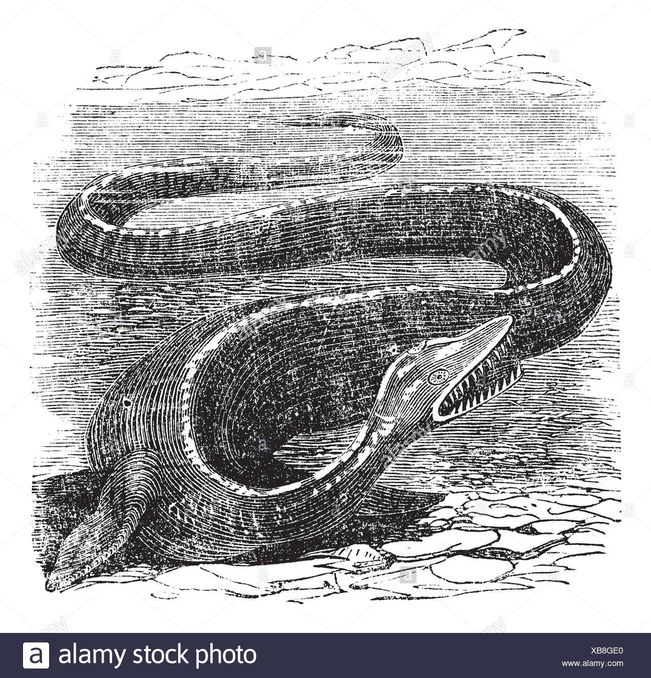 Elasmosaurus Platyurus High Resolution Stock Photography and Images - Alamy