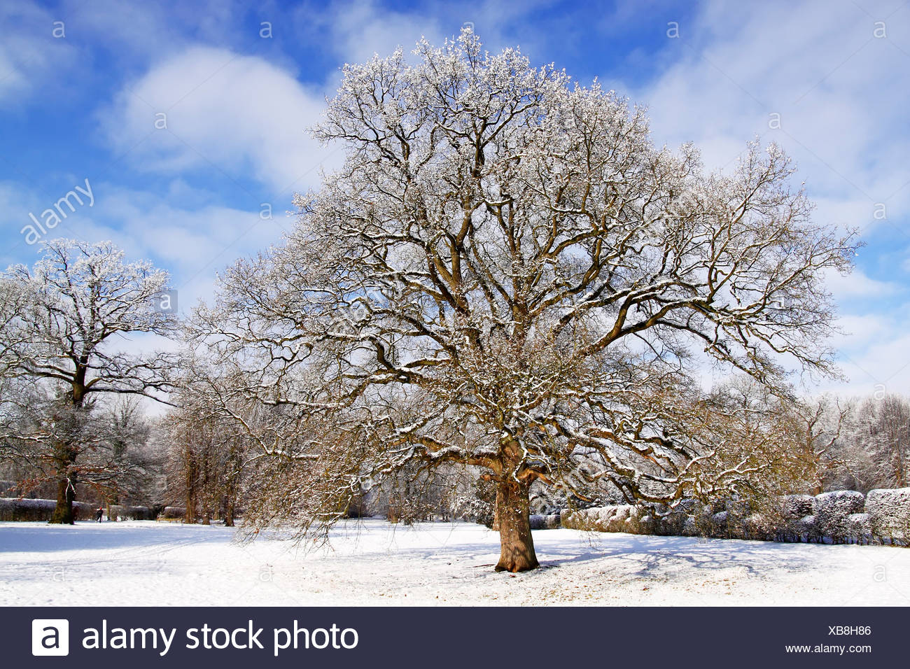Snow Covered Oak Tree High Resolution Stock Photography and Images - Alamy