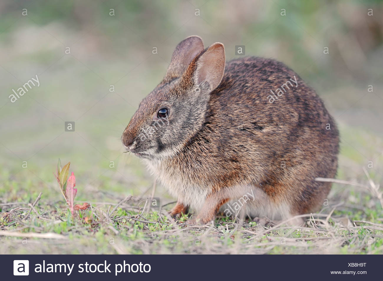 Marsh Rabbit Sylvilagus Palustris Paludicola High Resolution Stock ...
