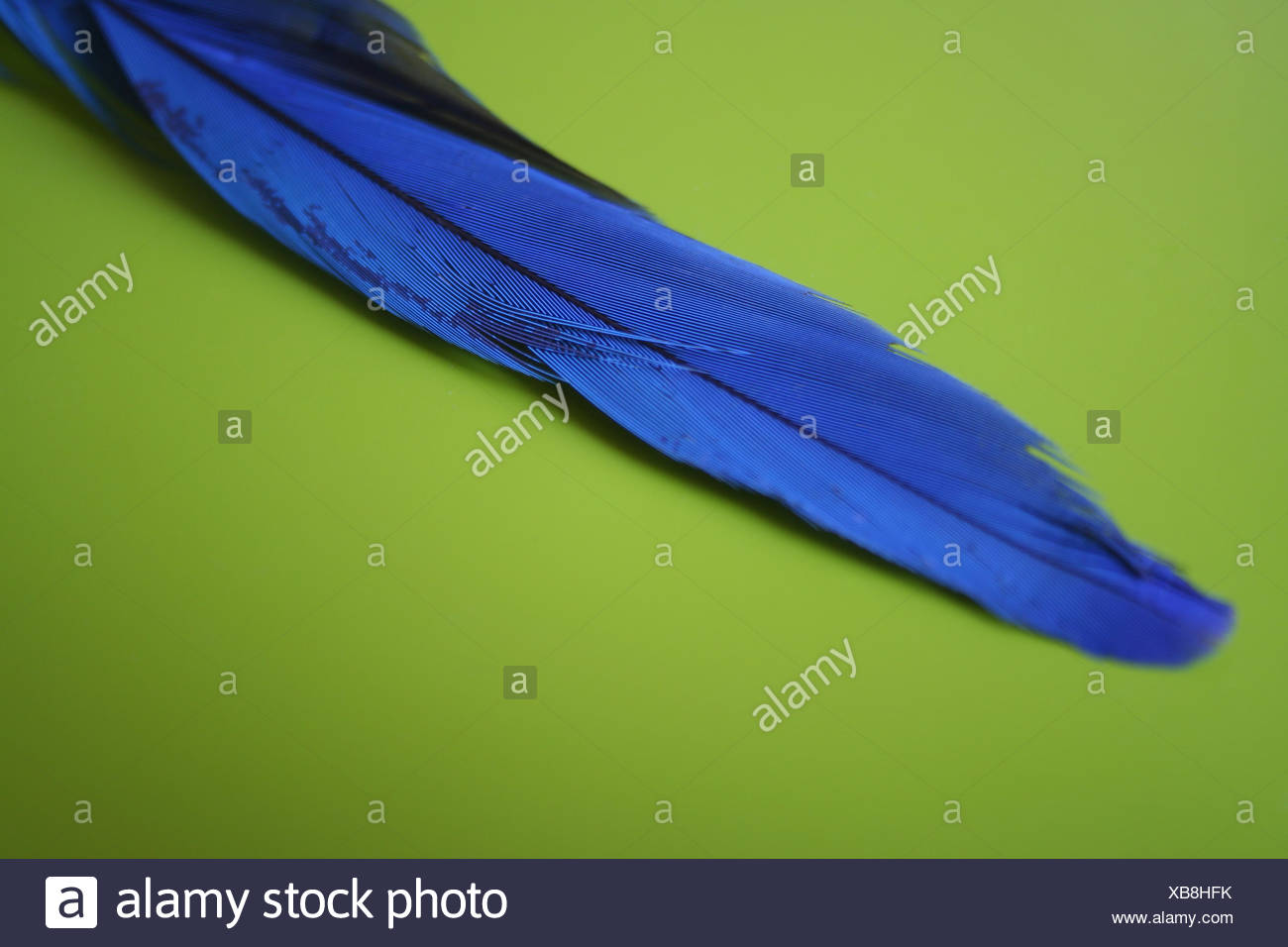 Blue Feather High Resolution Stock Photography and Images - Alamy