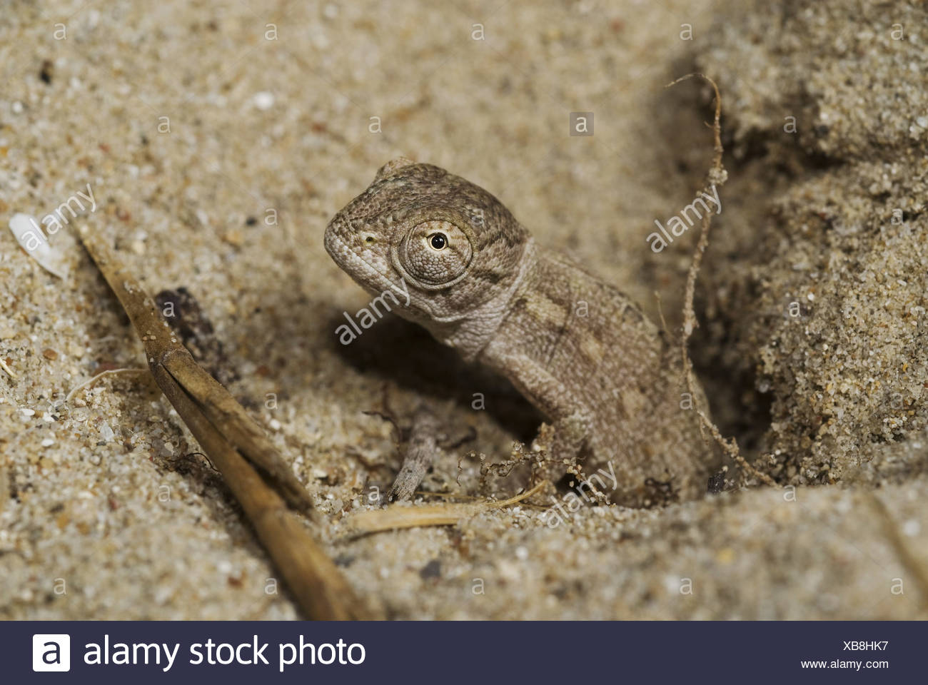 African Chameleon Chamaeleo Africanus Stock Photos & African Chameleon ...