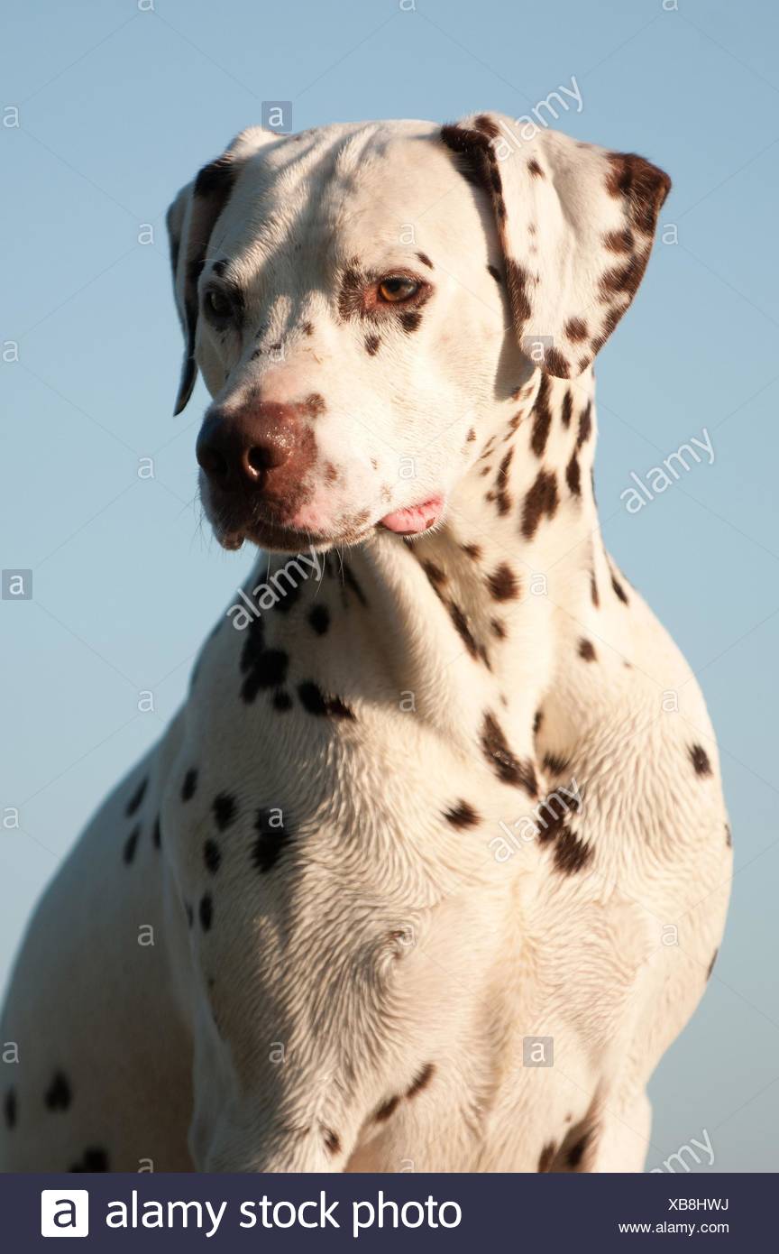 Dalmatian Dog Brown Spots High Resolution Stock Photography and Images ...
