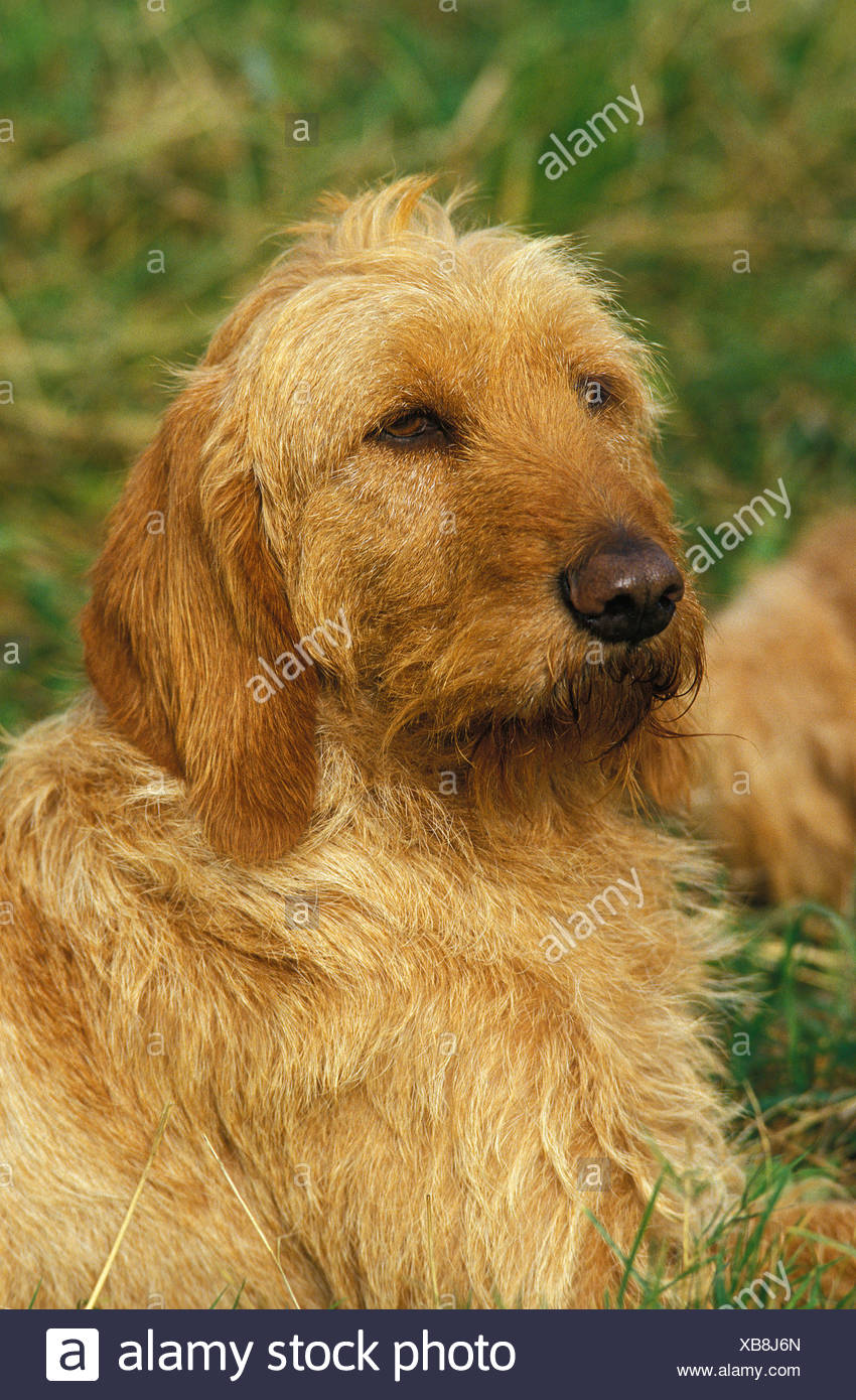 Griffon Fauve De Bretagne Stock Photos & Griffon Fauve De Bretagne ...