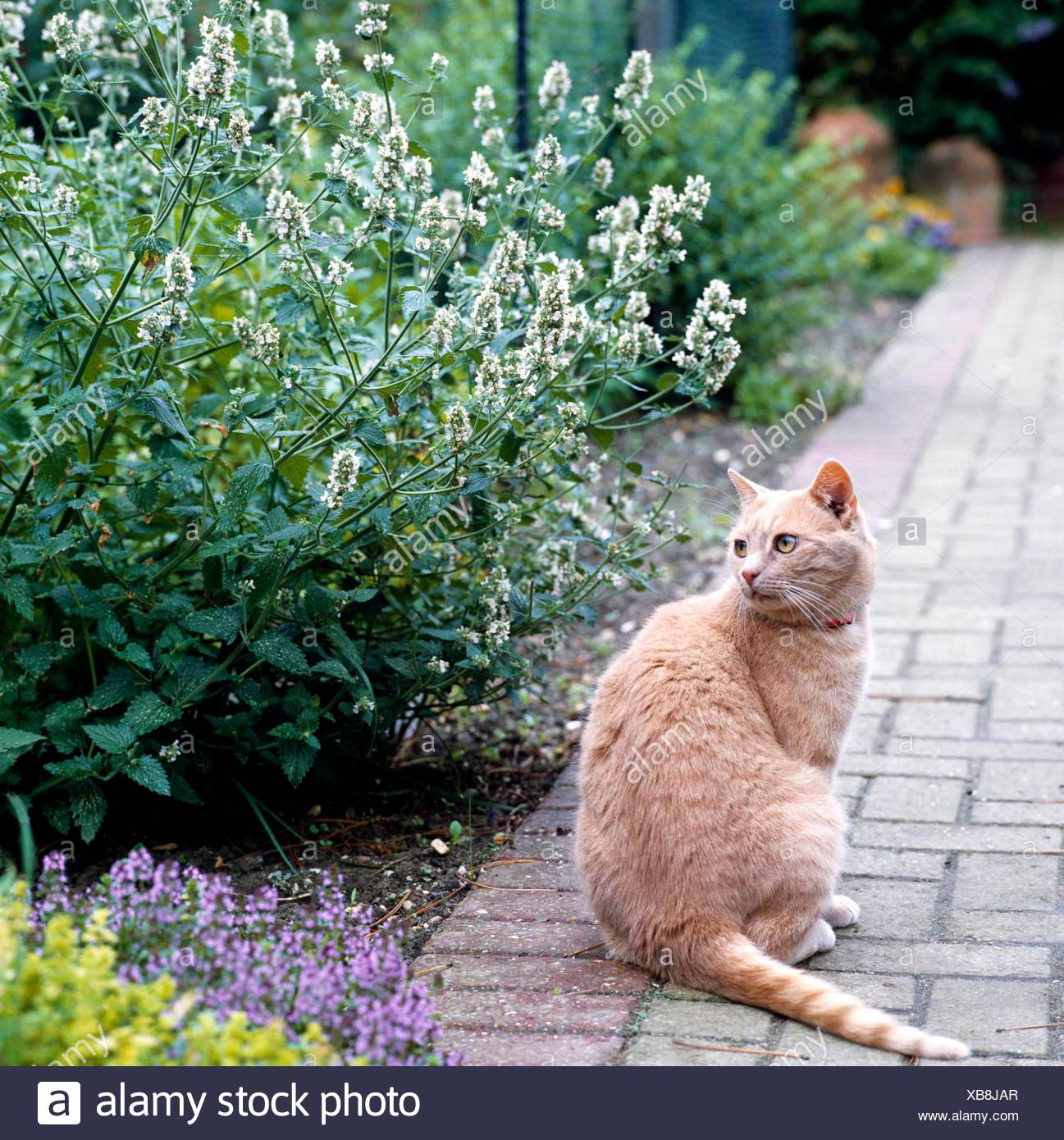 Nepeta Cataria Cat High Resolution Stock Photography and Images - Alamy