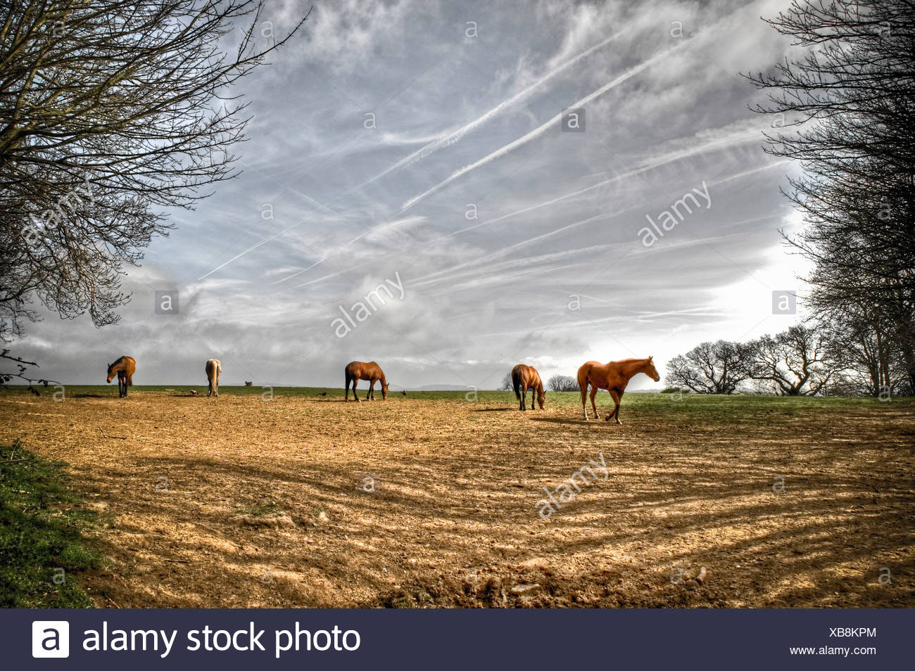 Stable Horses High Resolution Stock Photography and Images - Alamy