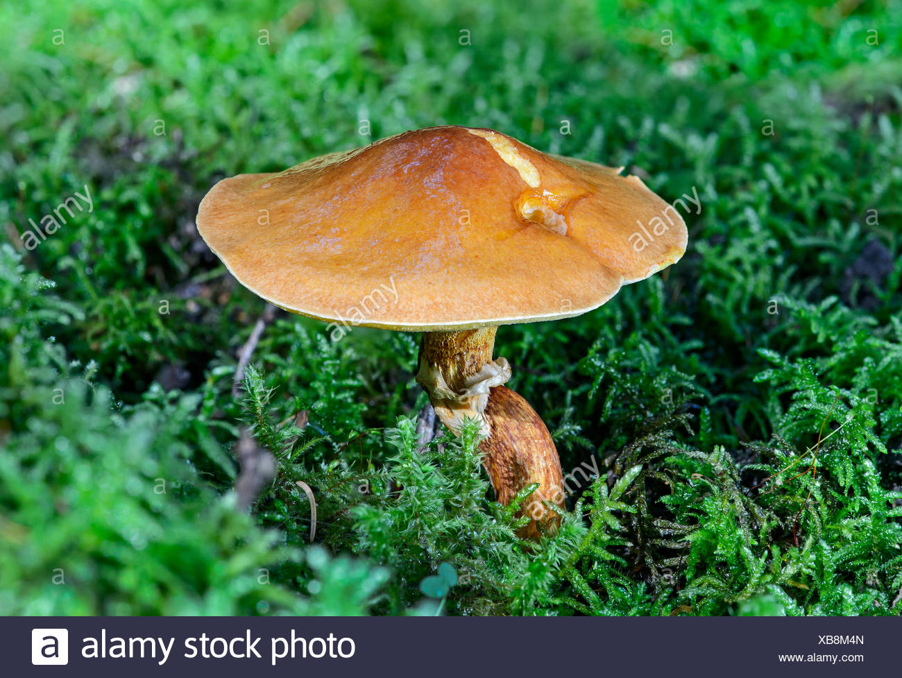 Larch Bolete Suillus Grevillei High Resolution Stock Photography and ...