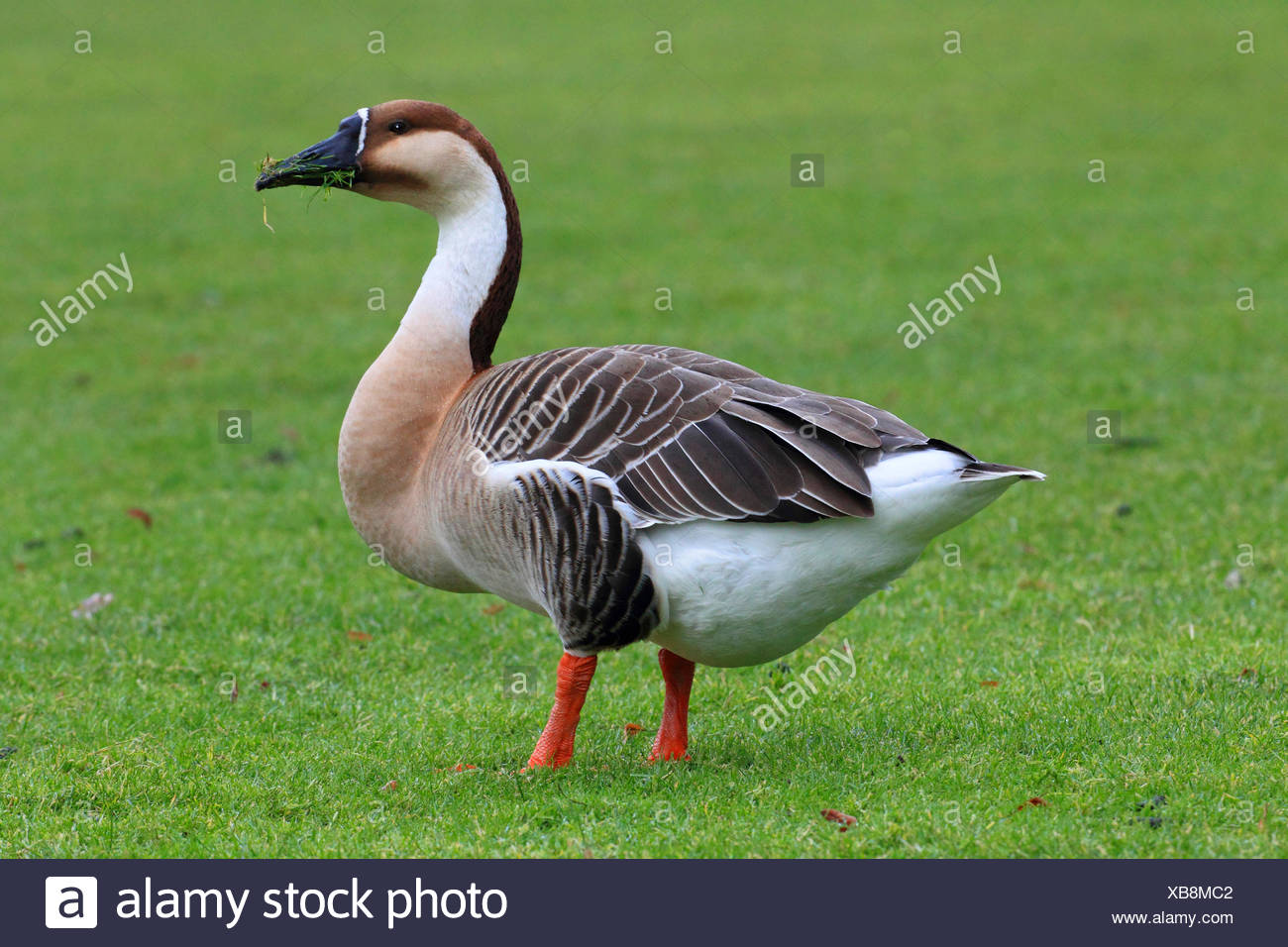 Domestic Goose High Resolution Stock Photography and Images - Alamy