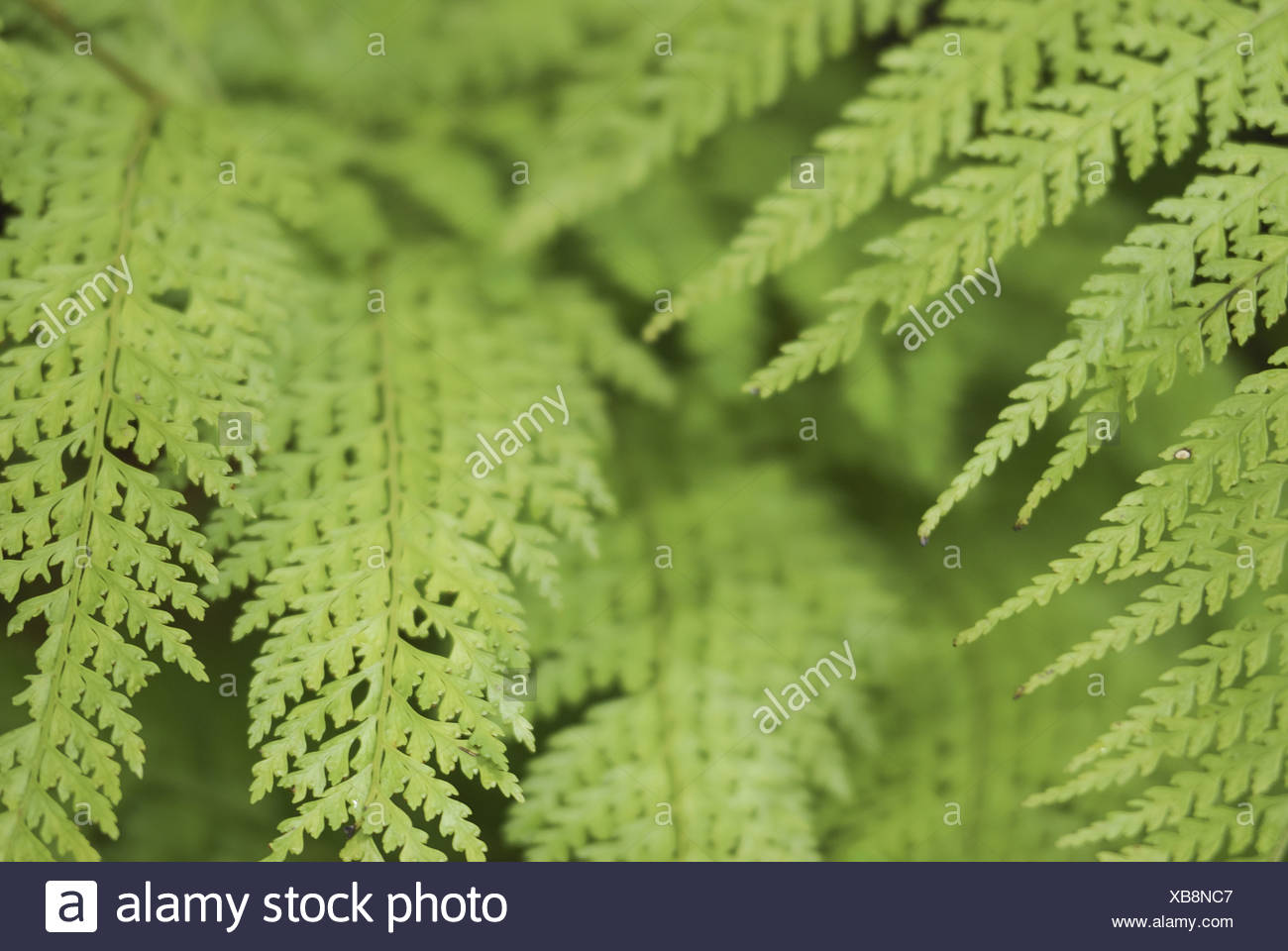 Microlepia Stock Photos & Microlepia Stock Images - Alamy