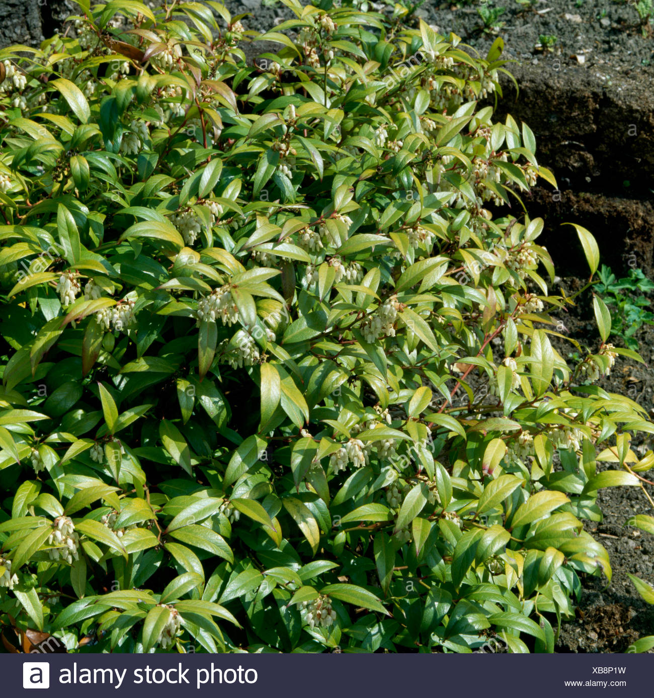Leucothoe Fontanesiana High Resolution Stock Photography and Images - Alamy