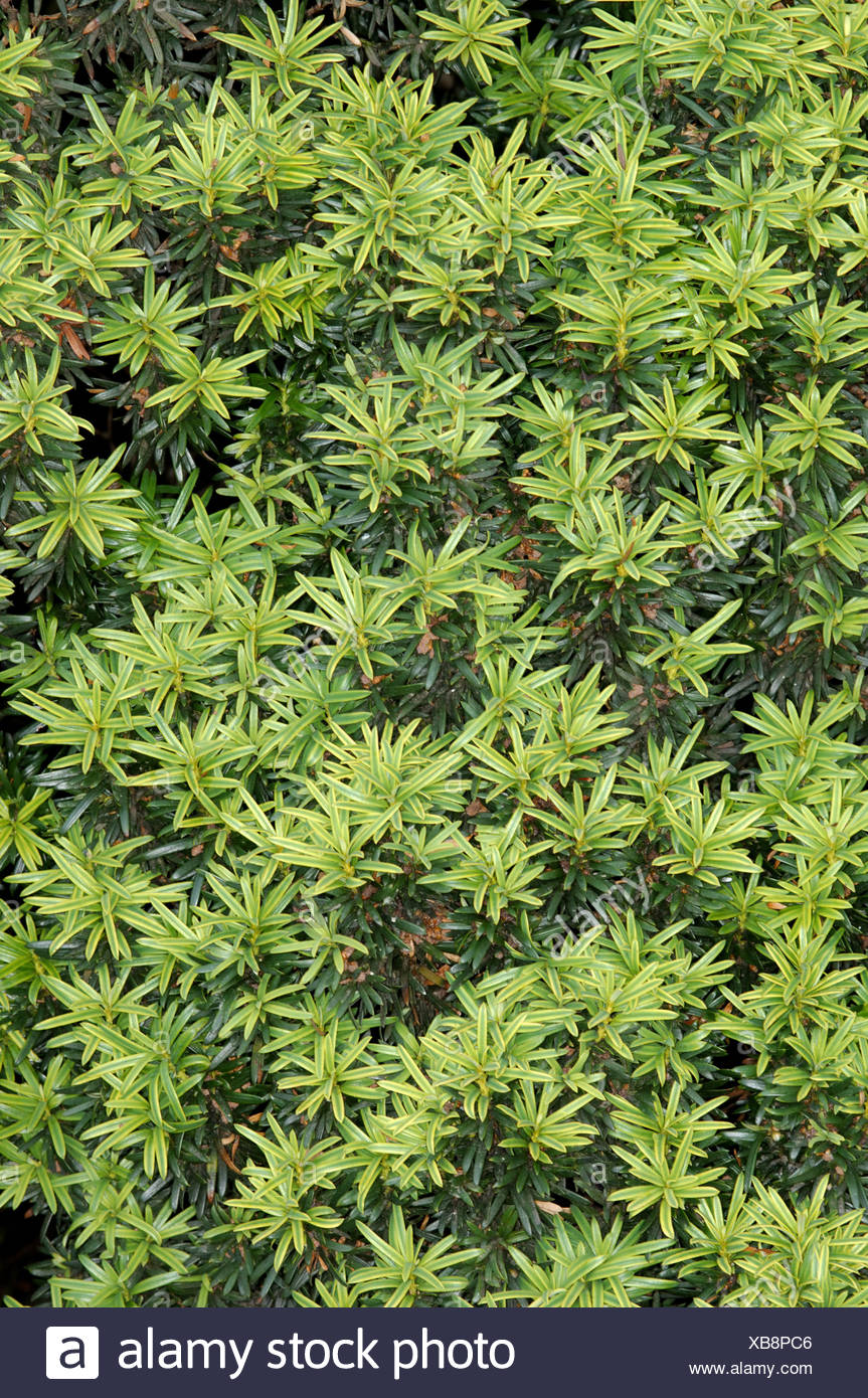 Yew Tree Ireland High Resolution Stock Photography and Images - Alamy