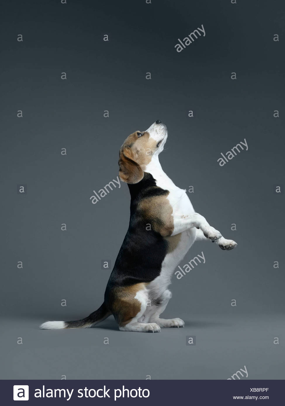 Dog Sitting Up And Begging High Resolution Stock Photography and Images ...