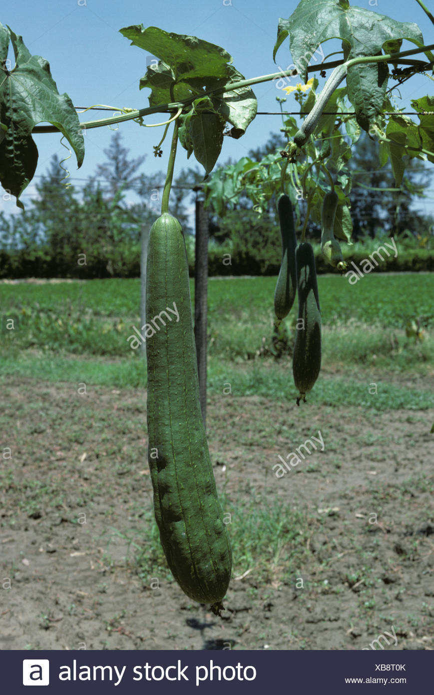 Luffa Cylindrica High Resolution Stock Photography and Images - Alamy