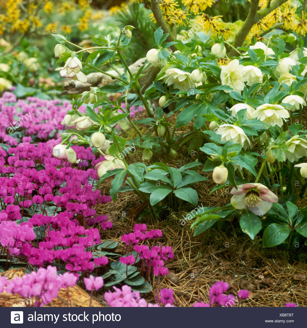 Spring Border Hellebores Stock Photos & Spring Border Hellebores Stock ...