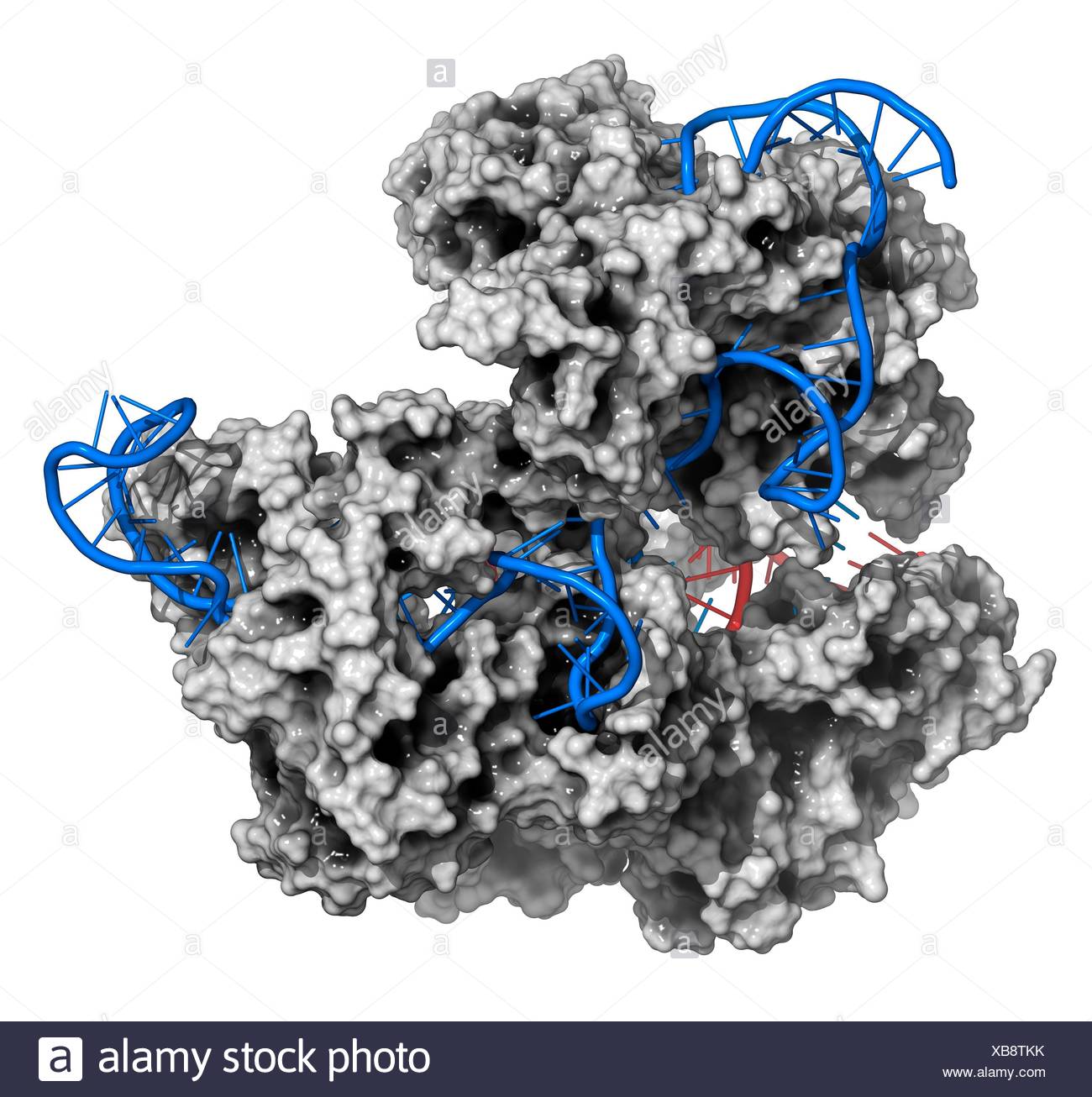Crispr Cas9 Gene Editing Complex Stock Photos & Crispr Cas9 Gene ...