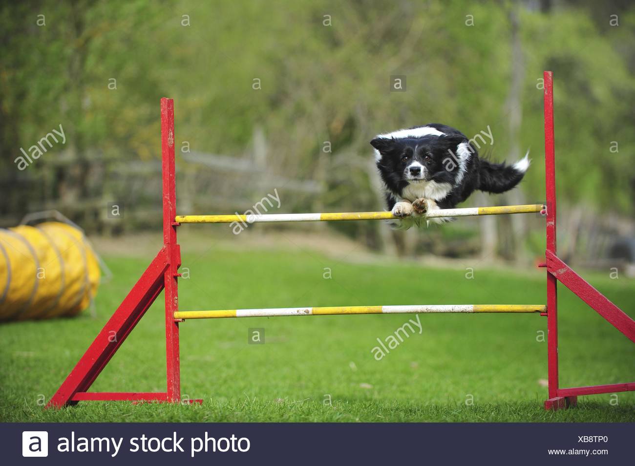 Border Collie Collies Jumping High Resolution Stock Photography and ...