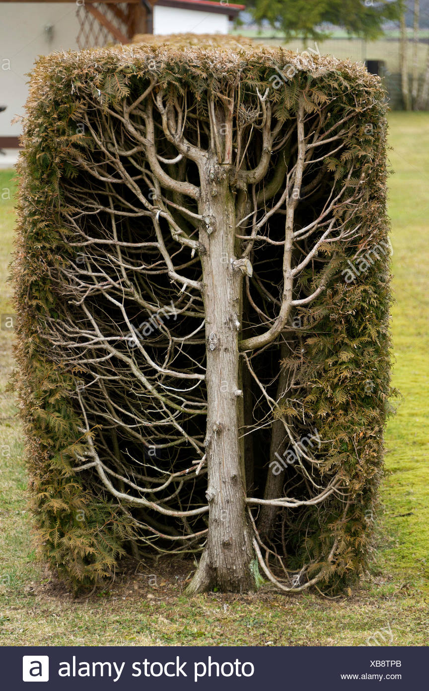 Thuja Trees High Resolution Stock Photography and Images - Alamy