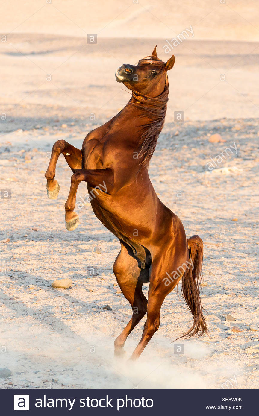 Chestnut Stallion Rearing Raising High Resolution Stock Photography and ...