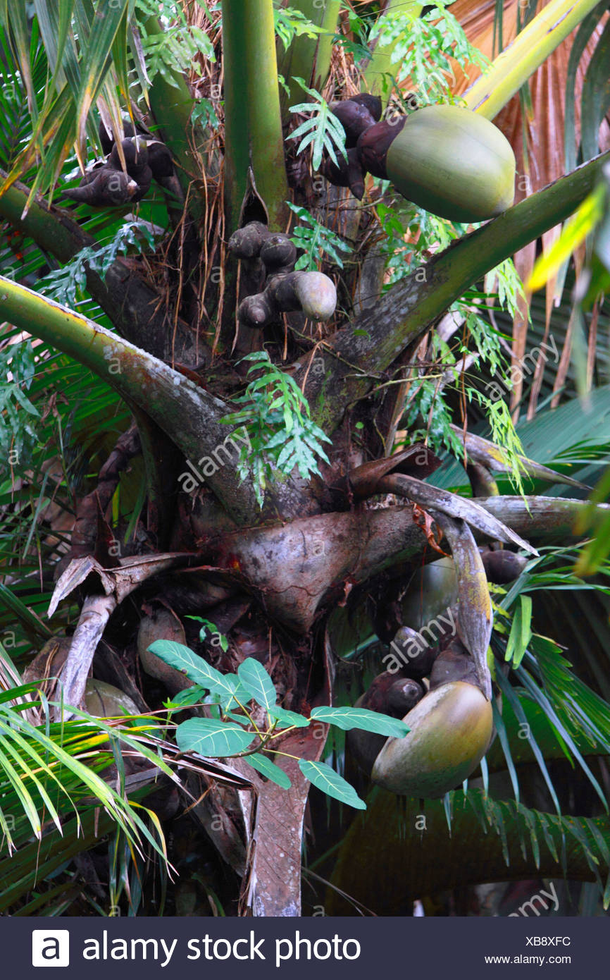 Double Coconut Lodoicea Maldivica Stock Photos & Double Coconut ...