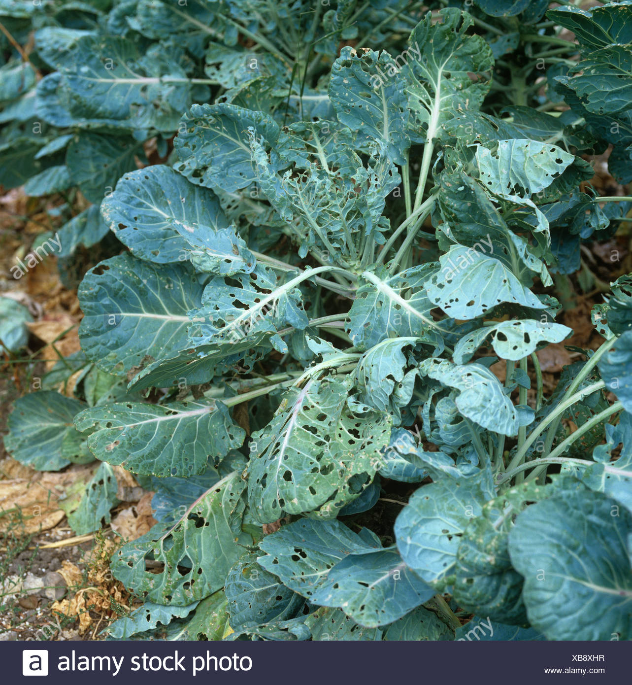 Lepidoptera Pieris Brassicae Feeding High Resolution Stock Photography ...