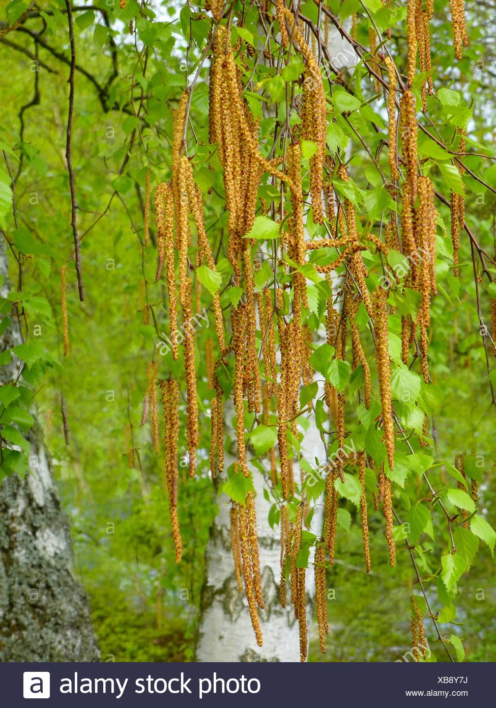 Birkenbaum Stock Photos & Birkenbaum Stock Images - Alamy