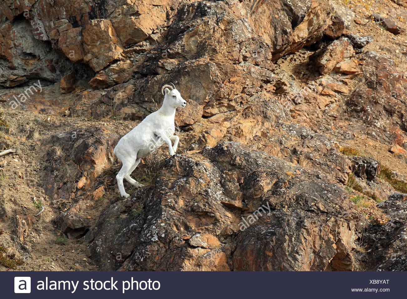 Rock Climbing Sheep Stock Photos & Rock Climbing Sheep Stock Images - Alamy