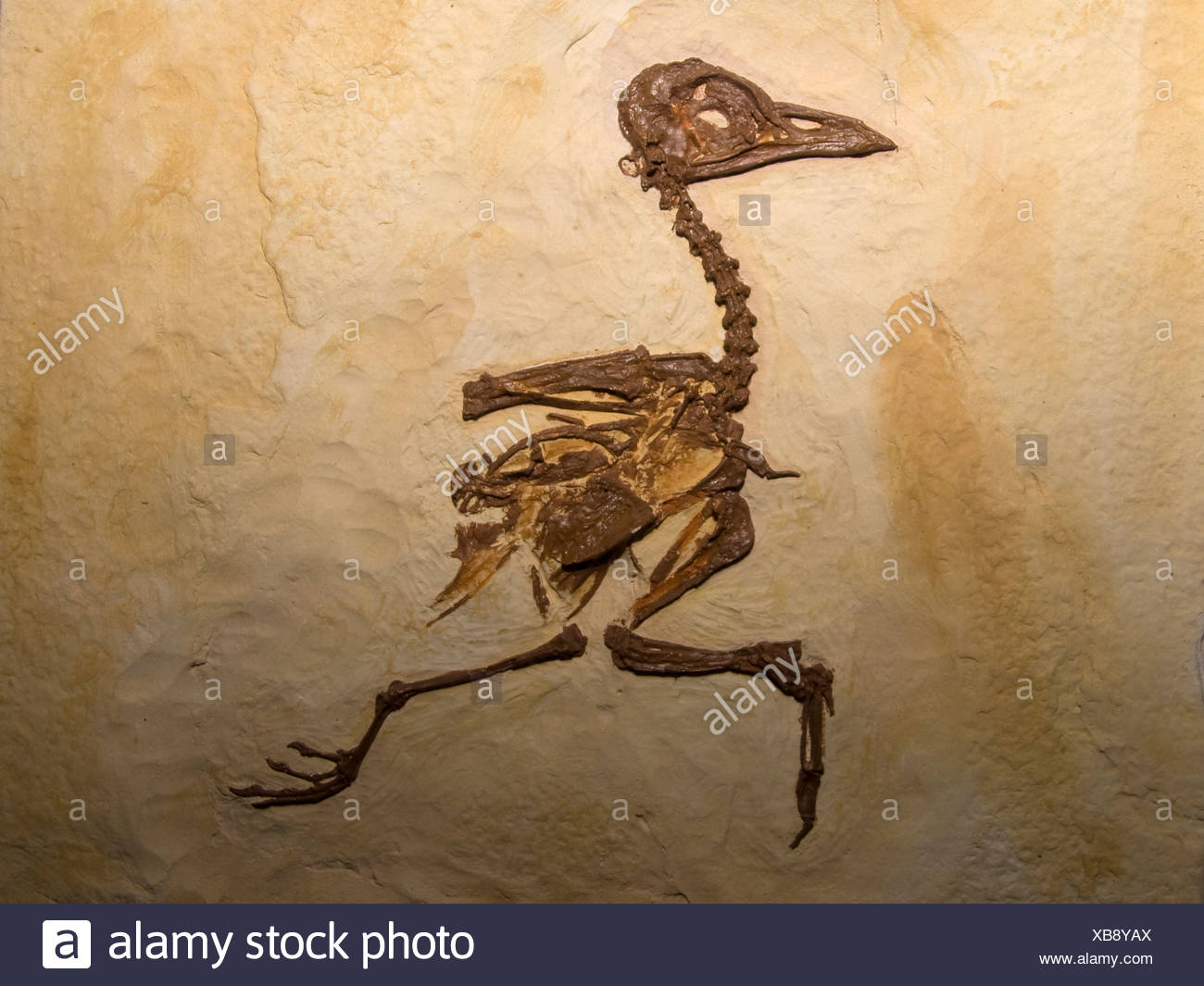Bird Fossils High Resolution Stock Photography and Images - Alamy