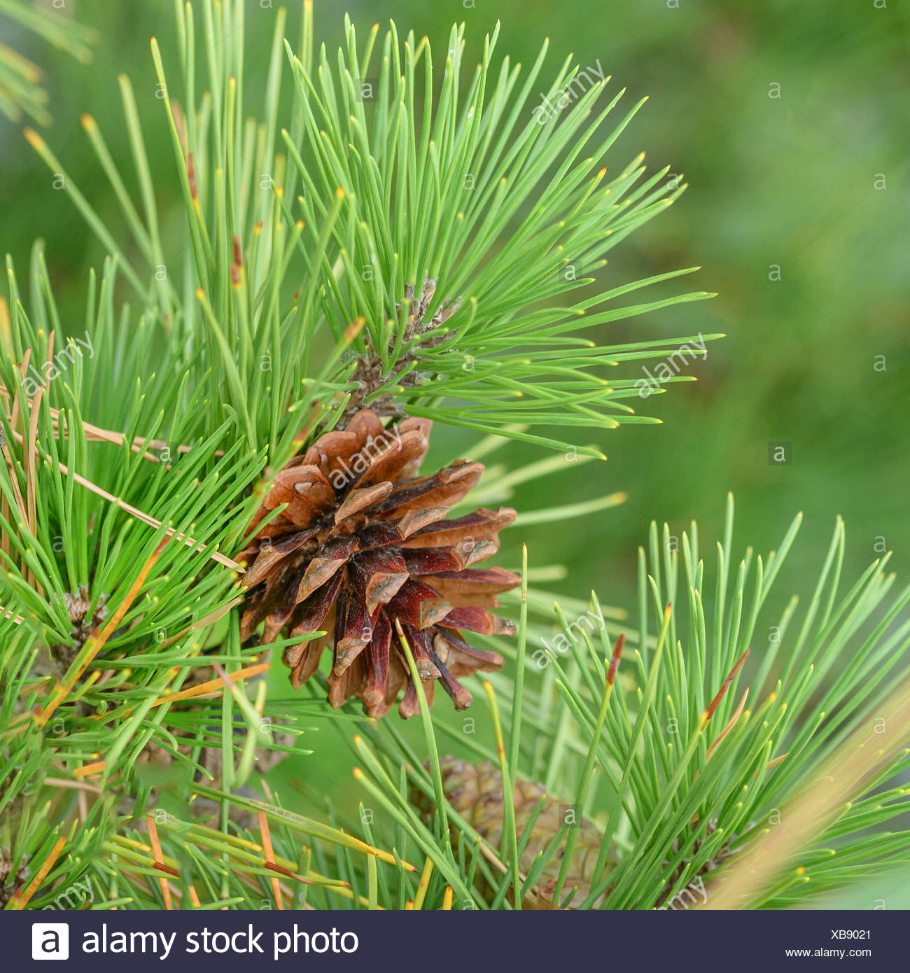 Japanese Pine Needles High Resolution Stock Photography and Images - Alamy