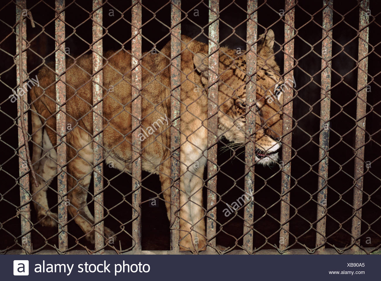 Male Lion With Offspring High Resolution Stock Photography and Images ...