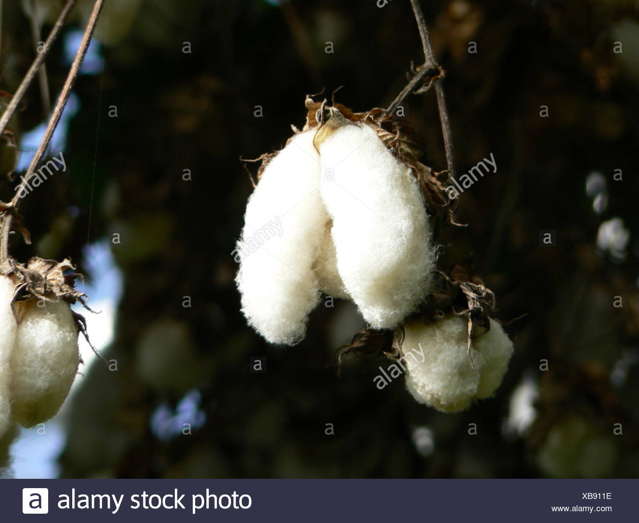 Fruits Of Cotton Tree Stock Photos & Fruits Of Cotton Tree Stock Images ...