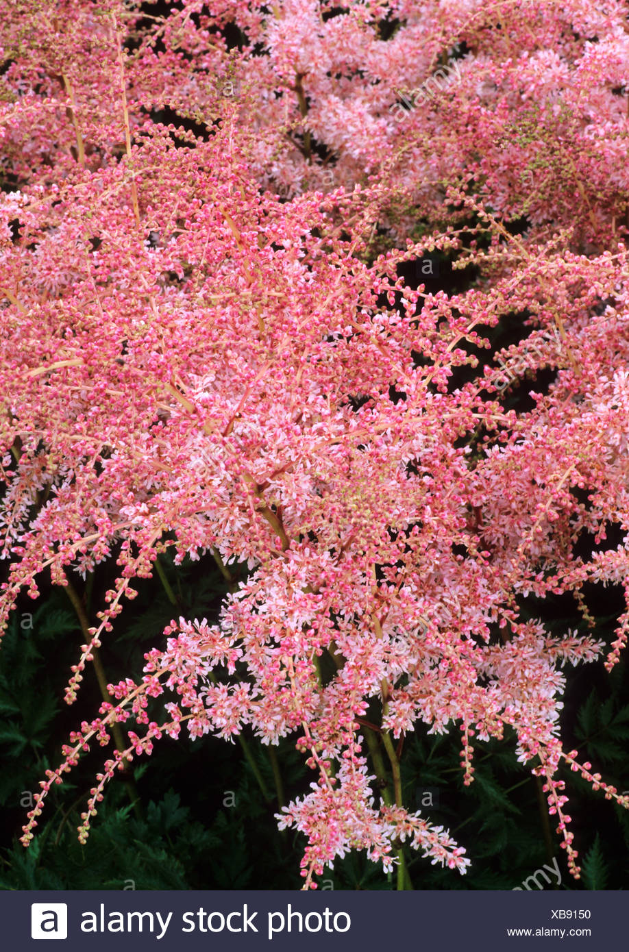 Pink Astilbes Stock Photos & Pink Astilbes Stock Images - Alamy