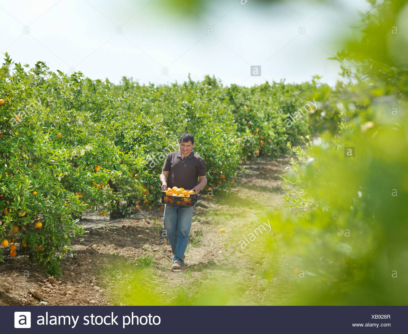 Collecting Tree High Resolution Stock Photography and Images - Alamy