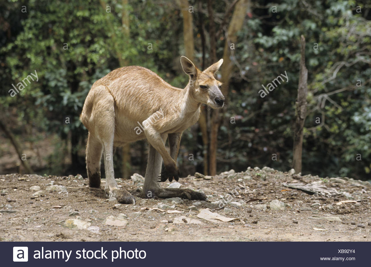 Antilopine Wallaroo Macropus Antilopinus High Resolution Stock ...