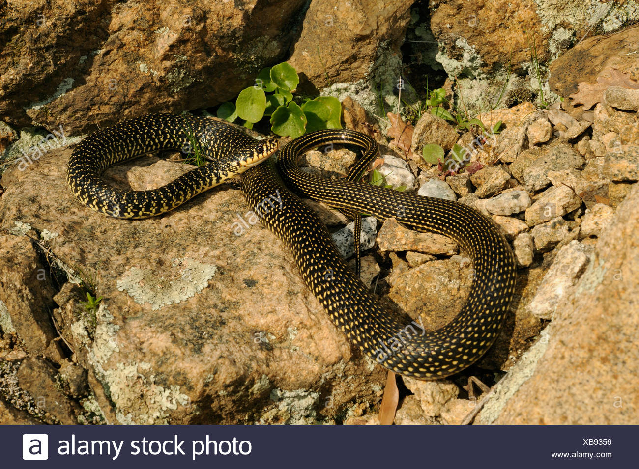 Italian Whip Snake High Resolution Stock Photography and Images - Alamy