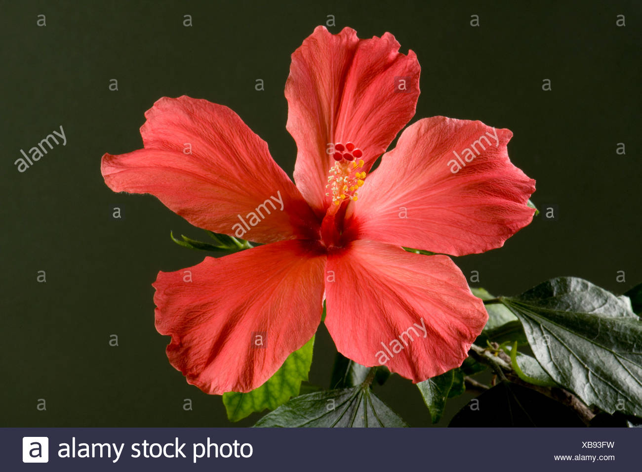 Short Lived Flower Stock Photos & Short Lived Flower Stock Images - Alamy