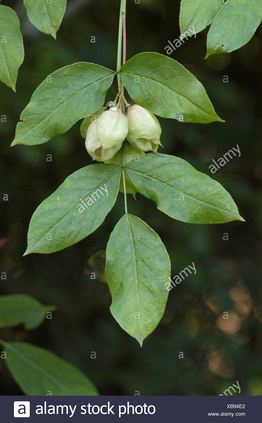 Bladder Nut High Resolution Stock Photography and Images - Alamy
