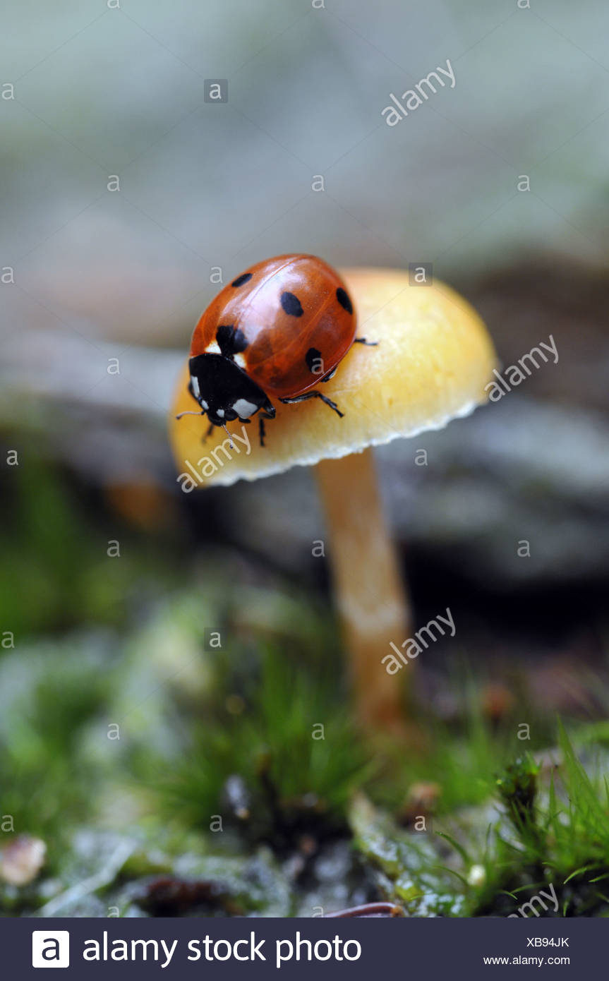 Ladybird Beetles High Resolution Stock Photography and Images - Alamy