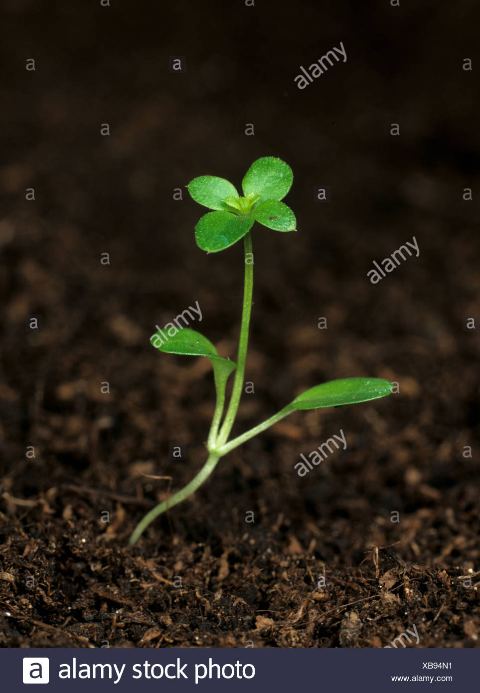 Leaf Whorl High Resolution Stock Photography and Images - Alamy