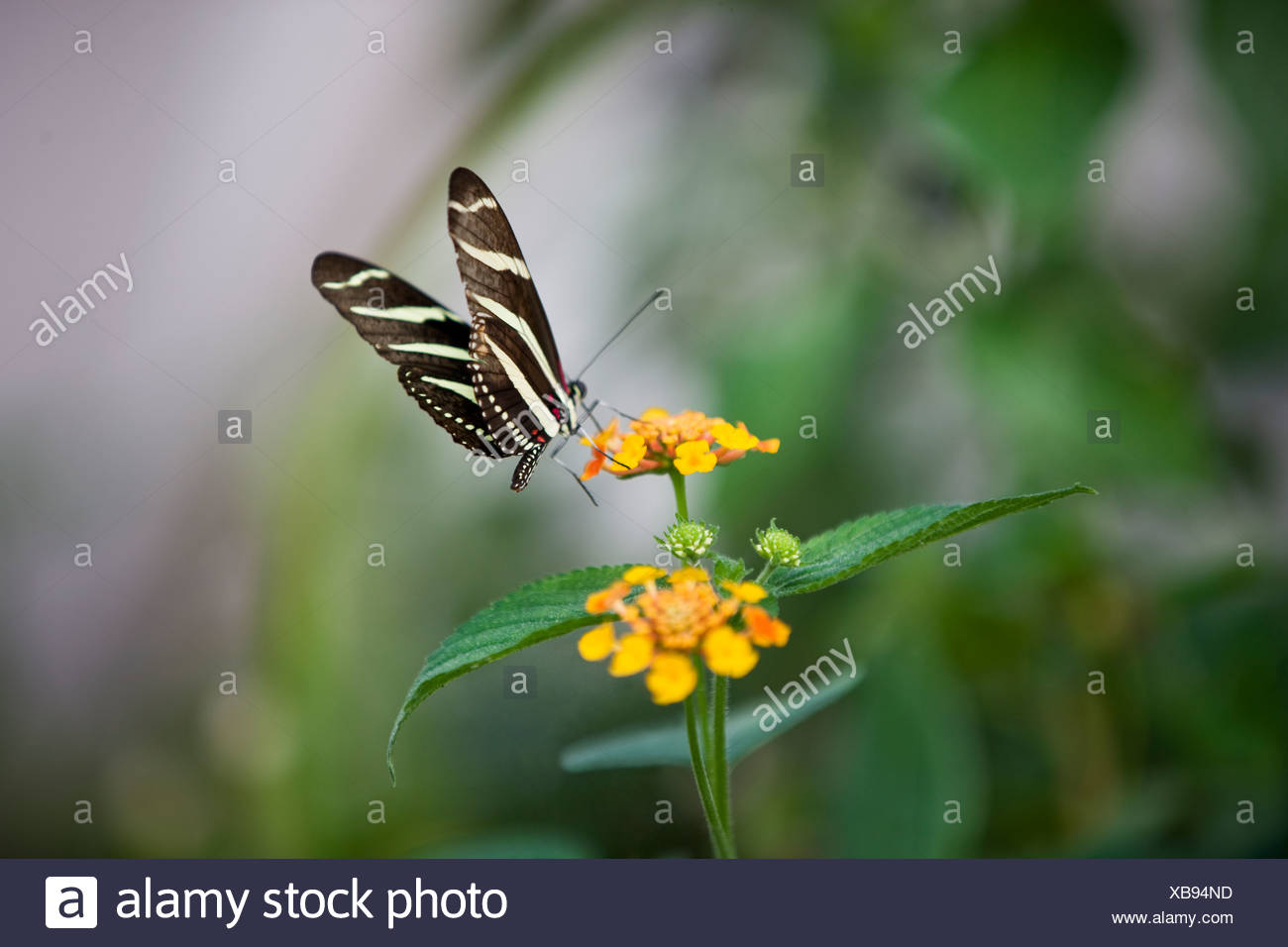 Zebra Longwing Butterfly High Resolution Stock Photography and Images ...
