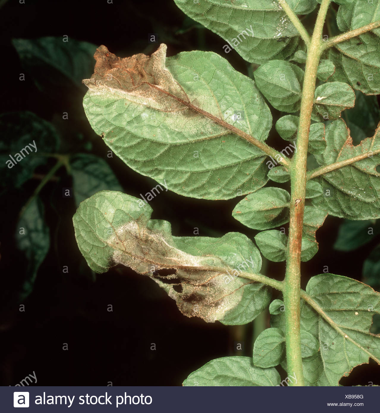Potato Blight Leaves High Resolution Stock Photography and Images - Alamy