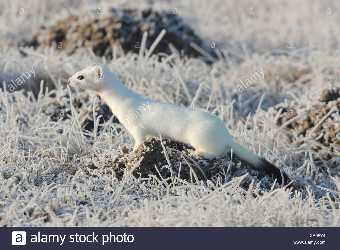 Ermine White High Resolution Stock Photography and Images - Alamy
