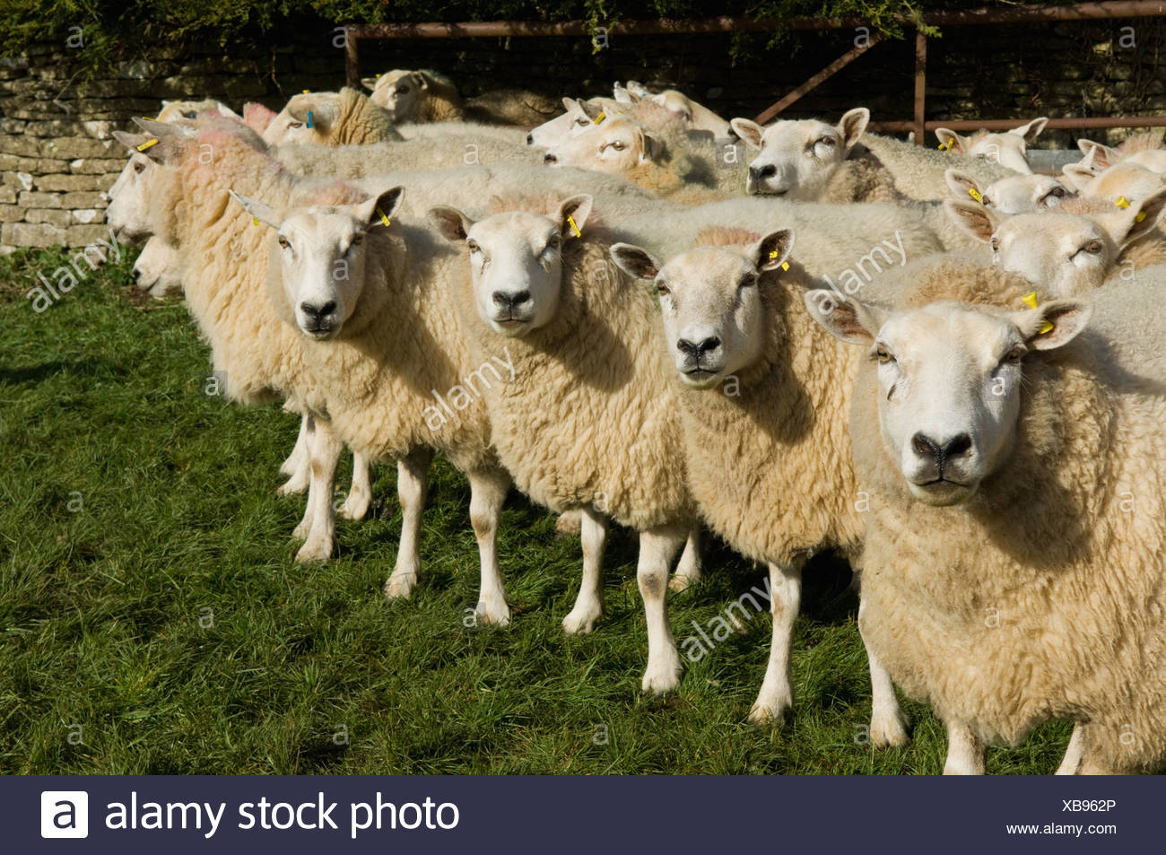 Sheep Flock High Resolution Stock Photography and Images - Alamy