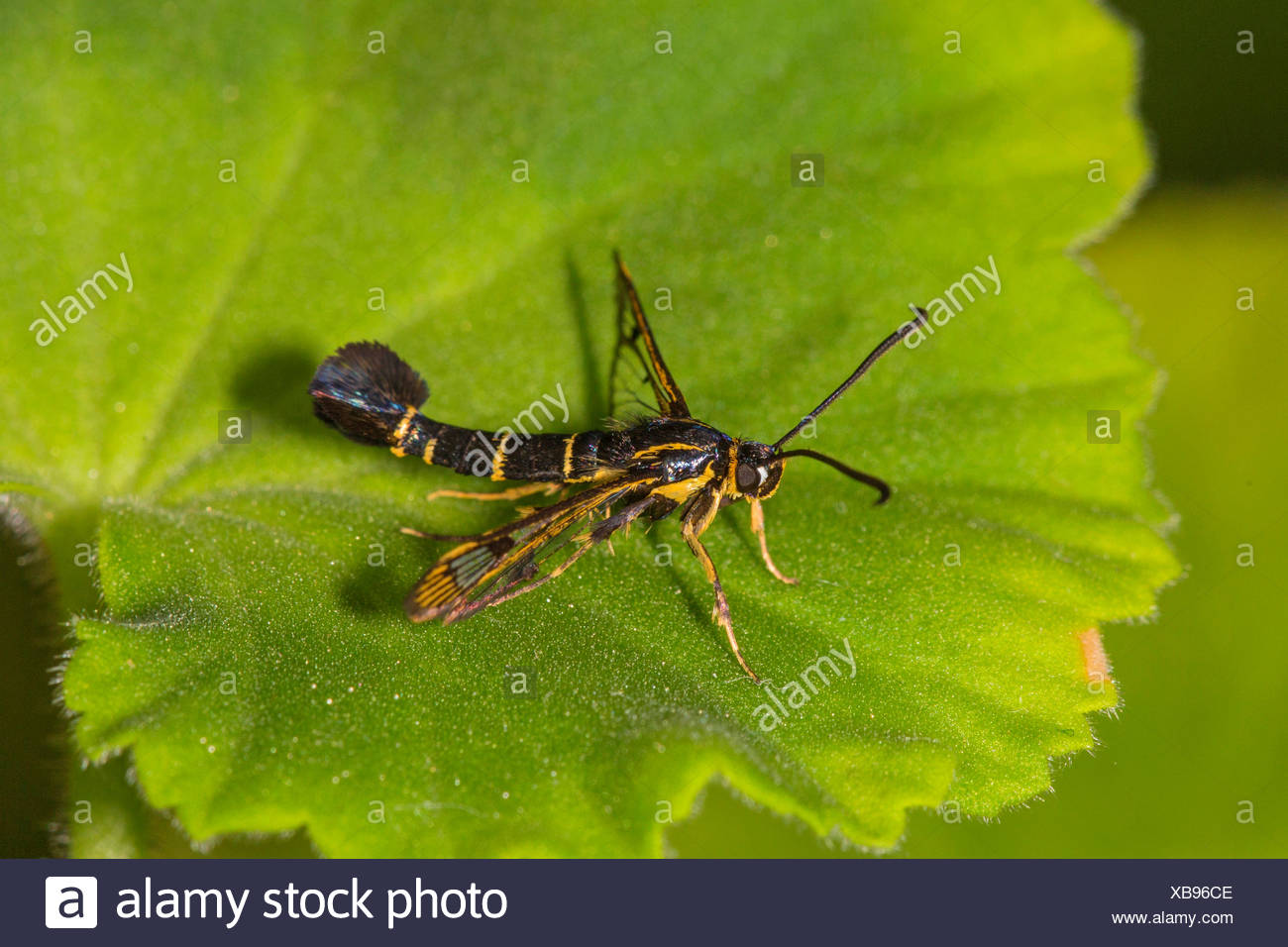 Clearwing Moth High Resolution Stock Photography and Images - Alamy
