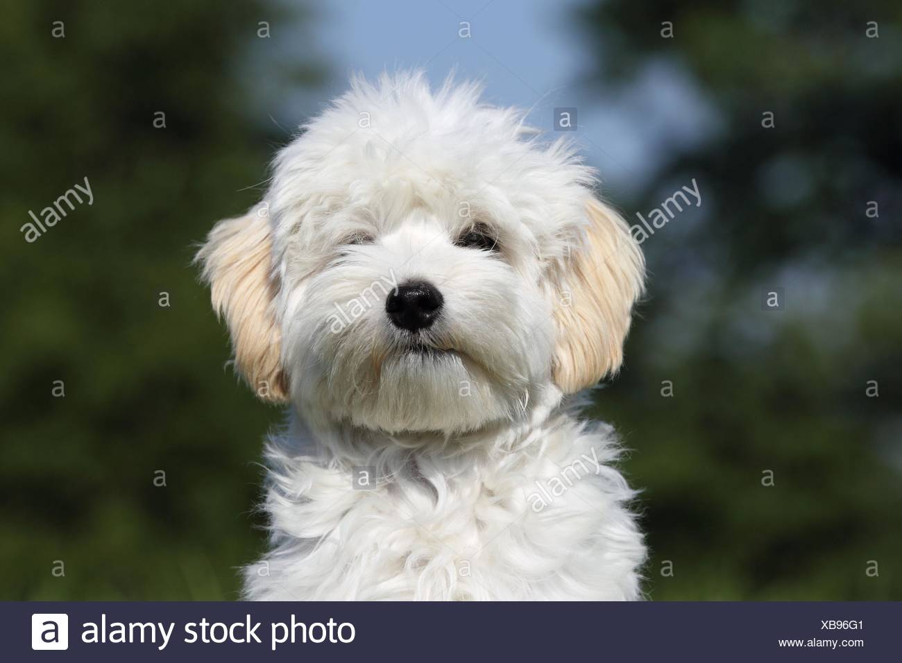 Maltipoo Dog High Resolution Stock Photography and Images - Alamy