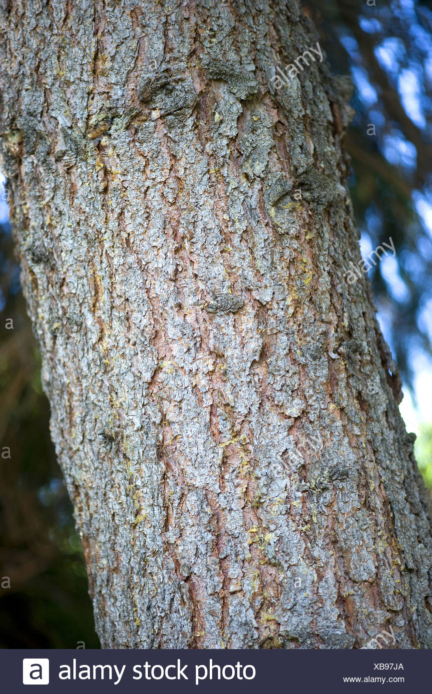 Norway Spruce Tree Bark Picea High Resolution Stock Photography and ...