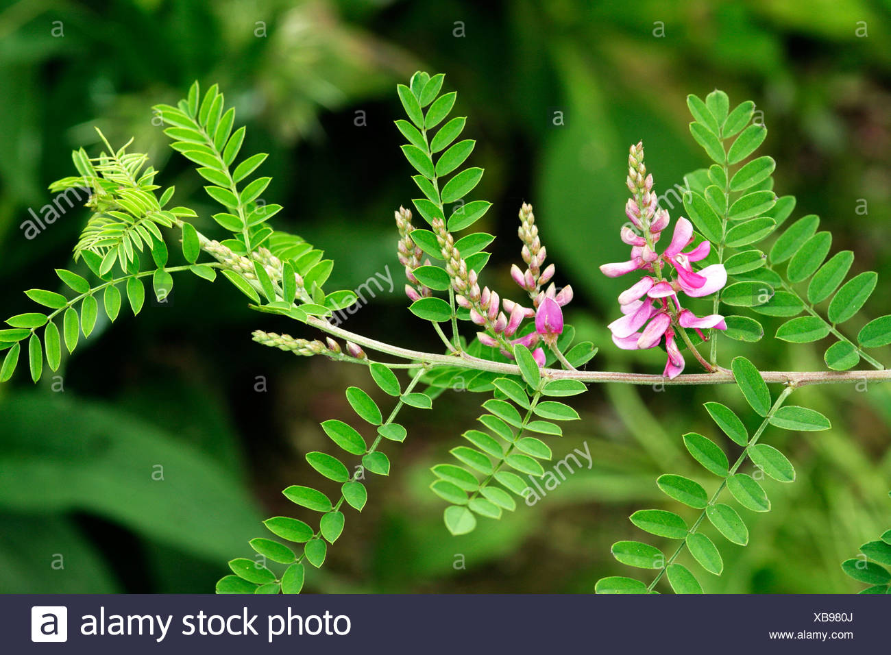 Indigo Plant High Resolution Stock Photography and Images - Alamy