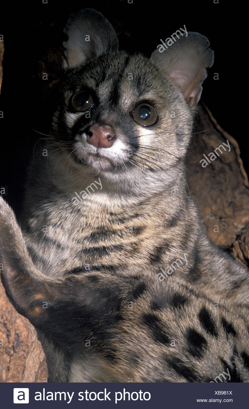Genet (genetta Genetta) High Resolution Stock Photography and Images ...