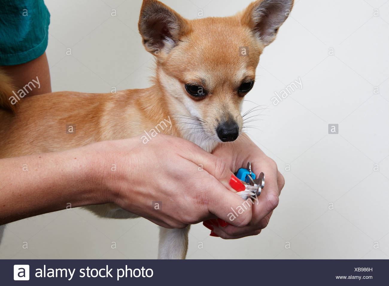 Dog Parlour High Resolution Stock Photography and Images - Alamy