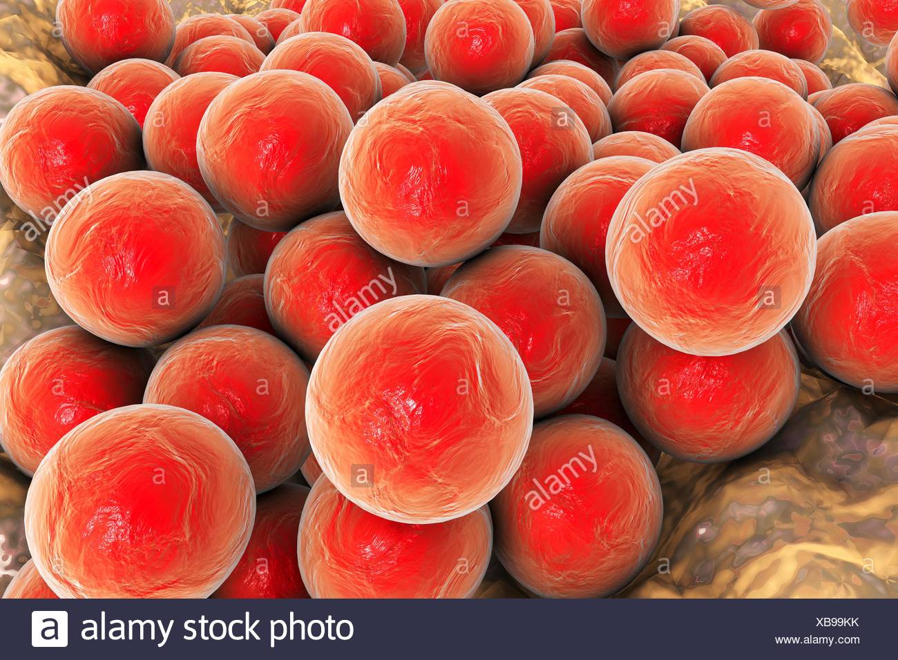 Staphylococci High Resolution Stock Photography and Images - Alamy